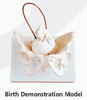 Birth Demonstration Model | GOKLANI TRADER PRIVATE LIMITED